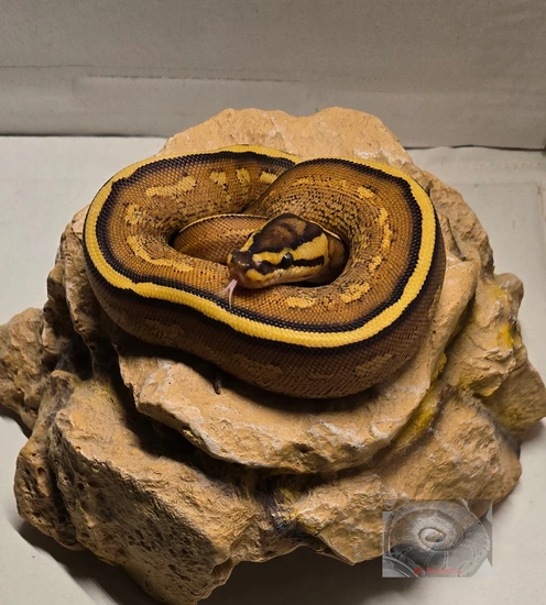 Yellow Belly Specter Ball Python by ZK Serpents