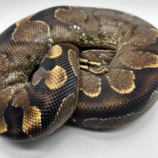 Proven Breeder Calico Ball Python by CheezyBoyzFeeders