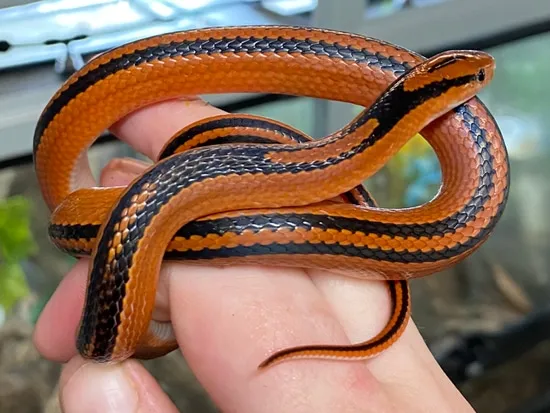 Oreocryptophis Porphyraceus Coxi FEMALE Bamboo Rat Snake by Nature Nut ...