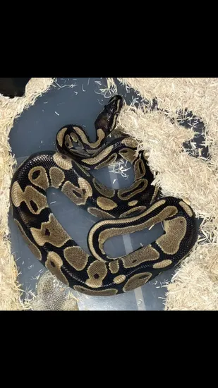 Normal Ball Python by Ray’s Retics