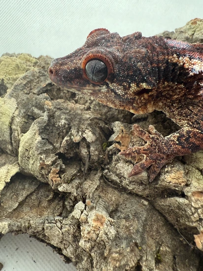 Phantom Eye Red/pink Aberrant Stripe Gargoyle Gecko by Cheyenne’s Exotics