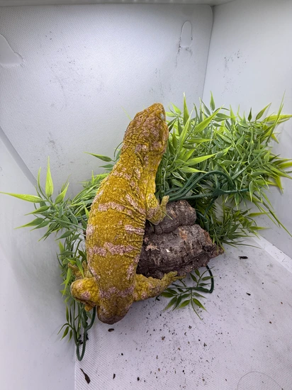High Pink Proven Pair Leachianus Gecko by Cheyenne’s Exotics