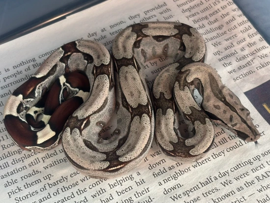 ‘25 Rose Line Guyana Bcc - M1 True Red-Tailed Boa Constrictor by Chey’s ...