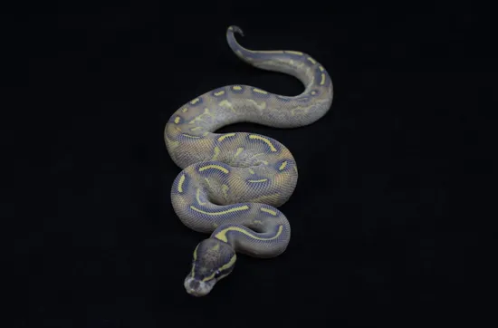Highway Ball Python by Chico Reptiles