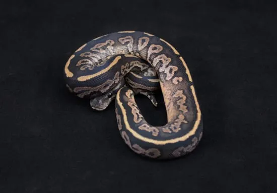 Cinnamon Calico Ball Python by Chico Reptiles