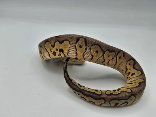 Pastel Wookie Clown Ball Python by Choptank Exotics