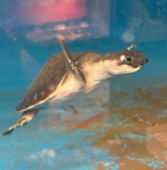Fly River Turtles Sale!! by Bulldog llc