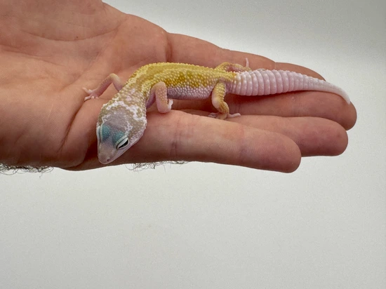 Leucistic Leopard Gecko by 215 Reptiles