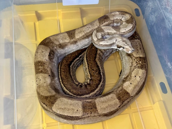 6ft+ Male Hypo Poss. Het Sharp Albino Boa Constrictor by 215 Reptiles