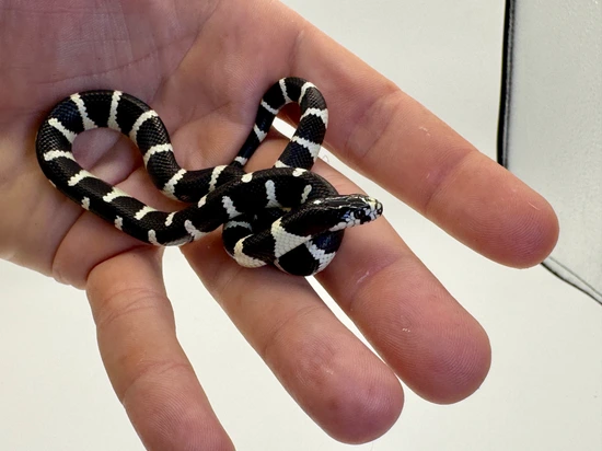 Banded California King Snake California Kingsnake by 215 Reptiles