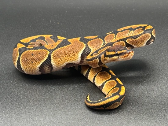 Normal Ball Python by Tiger Eye Exotics LLC