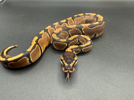 Normal Ball Python by Tiger Eye Exotics LLC