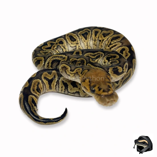 Ghi Yellow Belly Clown Ball Python by Hooded Pythons