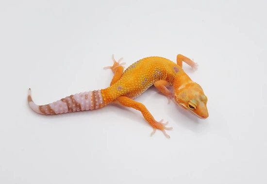 Magma Rainwater Leopard Gecko by Chriscoes Critters
