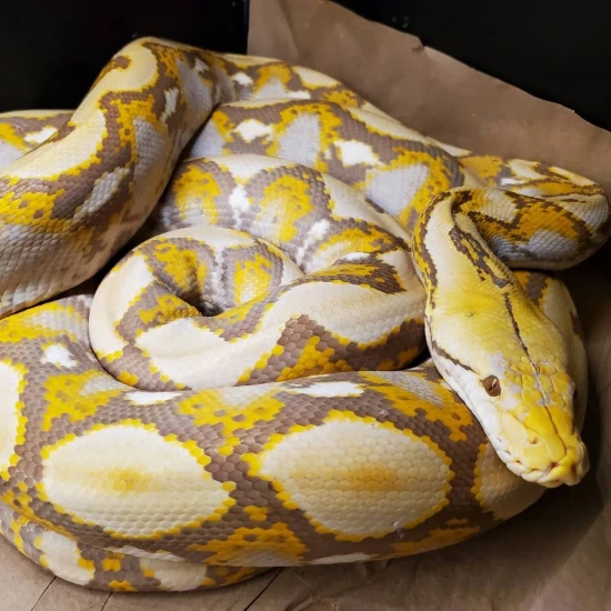 Adult Orange Glow Reticulated Python by Split Tongue Exotics