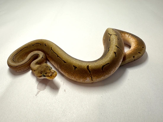 Pinstripe Spider (Spinner) Ball Python by SFB Exotics