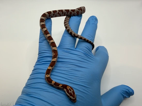 Normal Corn Snake by Christopher’s Reptiles
