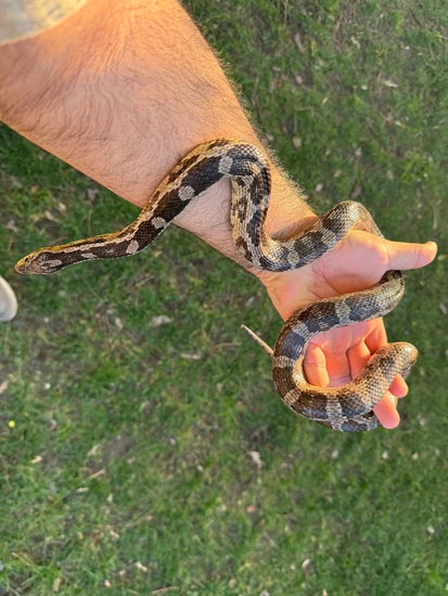 Adult Anery Corn Snake by Christopher’s Reptiles