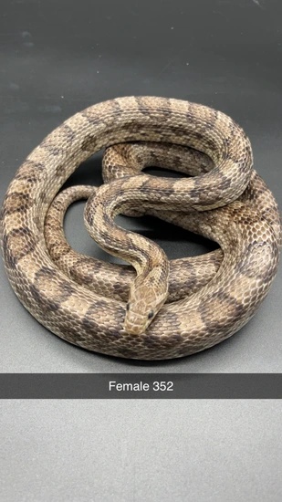 Anery Het Amelia/Hypo Corn Snake by Beyond Wild Reptiles