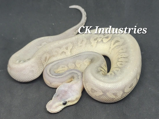 Cinnamon, GHI, Pastel, Ghost Ball Python by CK Industries