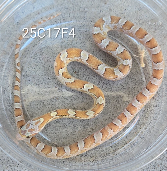Amber Bloodred Het Lavender Amel 50% Charcoal Corn Snake by Chris ...
