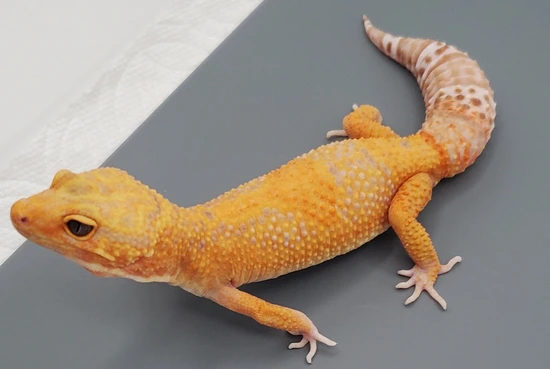 Burning Blood Het Blue Amber Eye Leopard Gecko by Satari Geckos