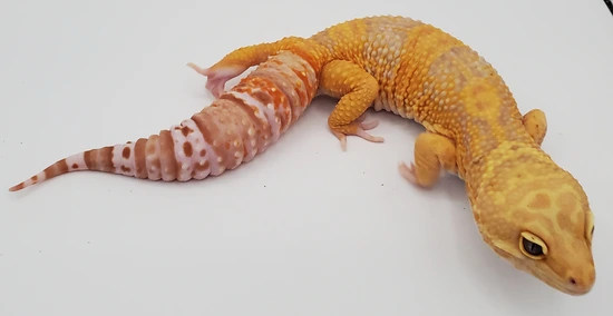 Burning Blood Het Blue Amber Eye Leopard Gecko by Satari Geckos