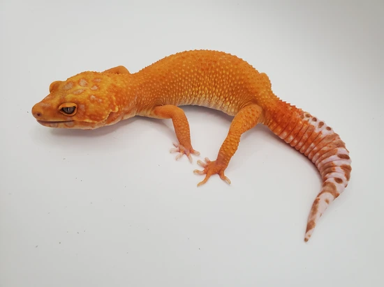 Atomic Firewater Leopard Gecko by Satari Geckos