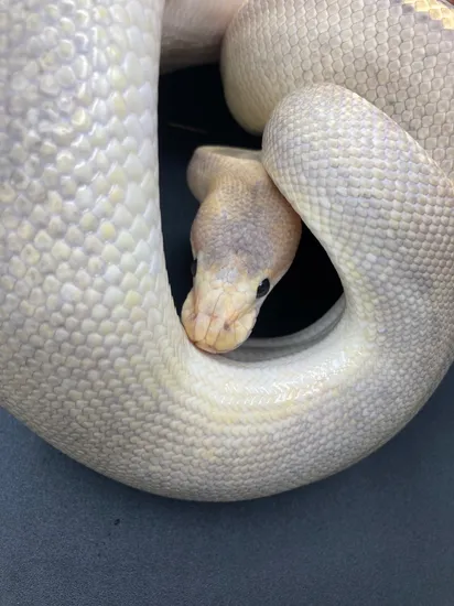 Mimosa Ball Python by C.R.Reptiles