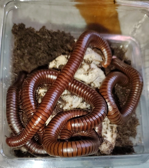 Orthoporus Ornatus Chocolate Millipedes by The Odd Pet