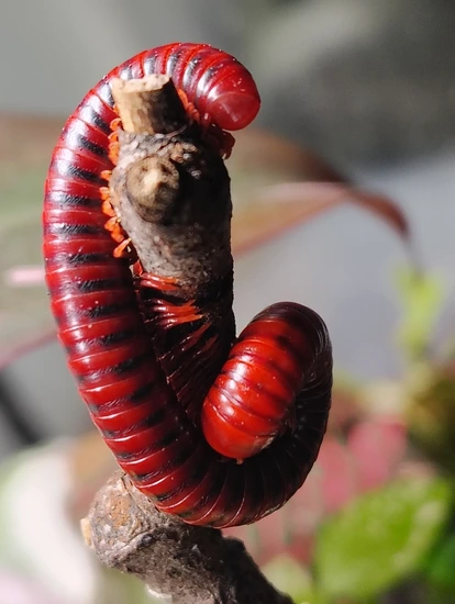 Centrobolus Splendidus "Mozambique Fire Millipedes" by Chrissy's ...
