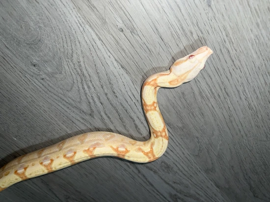 Female Lipstick Line Boa Constrictor by Basement Boas Plus