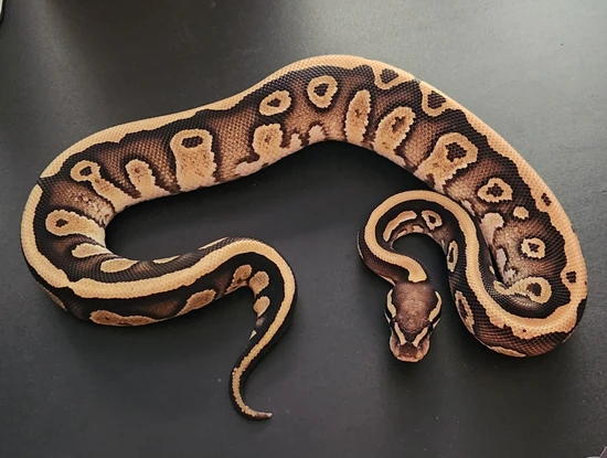 Mystic Vanilla Arroyo Ball Python by Morph Weavers