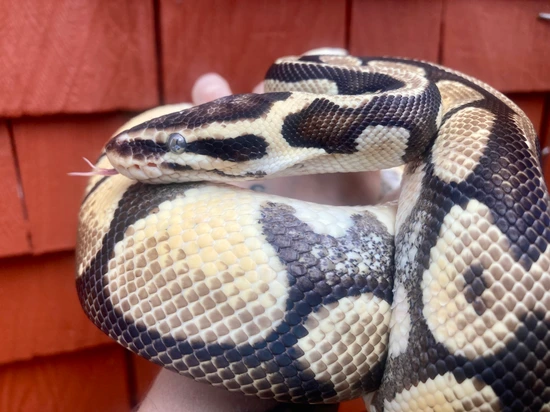 Pastel Enchi (Noodle) Ball Python by Christina’s Reptile and Animal ...