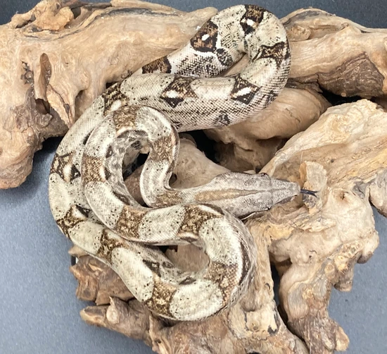BCI Boa Constrictor by Christina’s Reptile and Animal Sanctuary