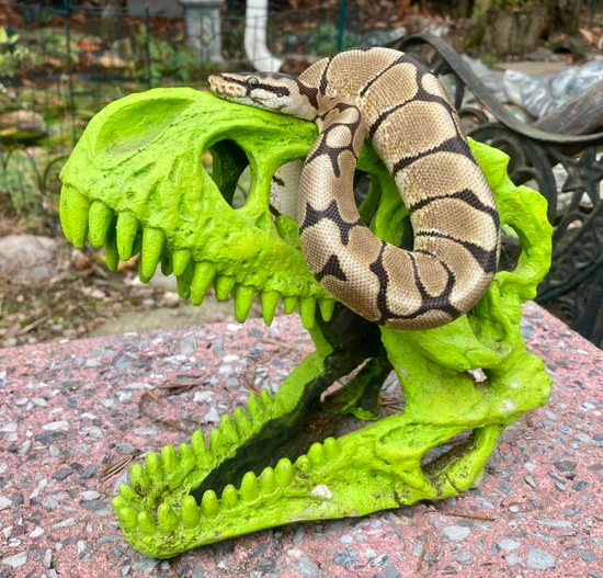 Male Spider Ball Python by Christina’s Reptile and Animal Sanctuary