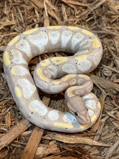 Banana Calico Het Paint Ball Python by Smokin' Serpents