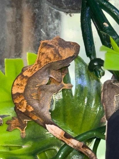 High Expression Yellow Harlequin Crested Gecko by Chronic Isopods
