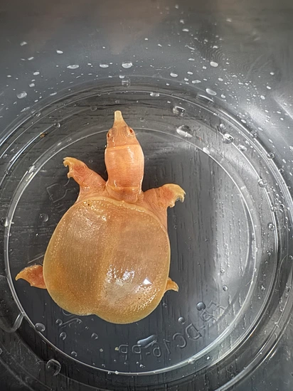 Chinese Albino Softshell Turtle by Dade-County Reptiles305