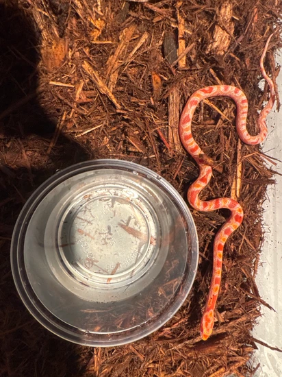 Extreme Reverse Okeetee Corn Snake by Dade-County Reptiles305