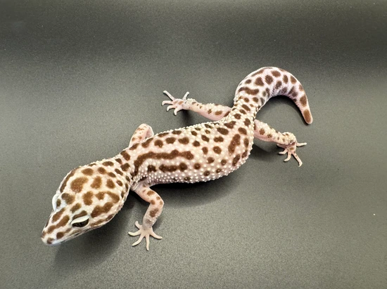 RTB Yellow And White Mack Snow Leopard Gecko by Dade-County Reptiles305