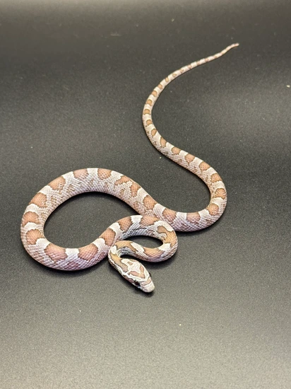 Granite Double Het Strawberry Anery Corn Snake by Dade-County Reptiles305