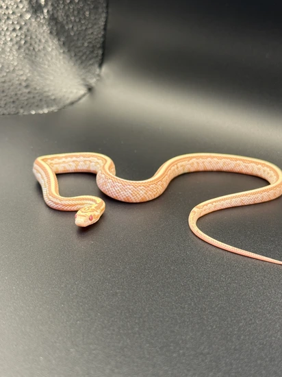 Butter Terresa Het Stripe Corn Snake by Dade-County Reptiles305