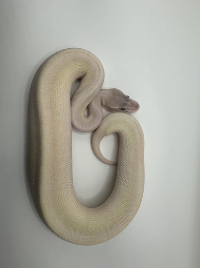 Super Mojave Ball Python by Dade-County Reptiles305