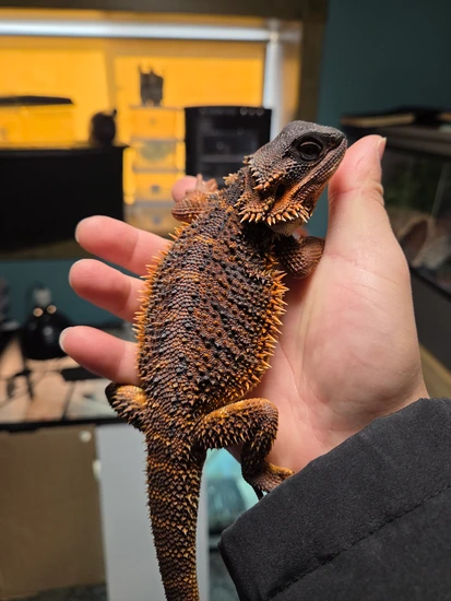 100% Red Monster Central Bearded Dragon by Dragons Of The North