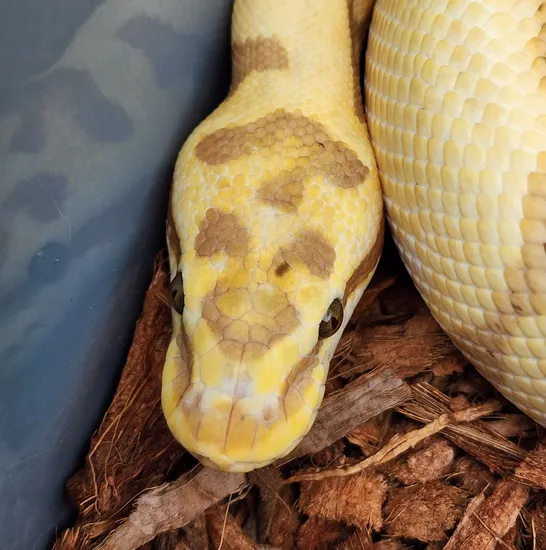 Banana Enchi Woma Het Clown Ball Python by Chung Reptiles