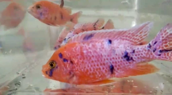 Red OB Peacock Lake Malawi African by Cichlid City 813