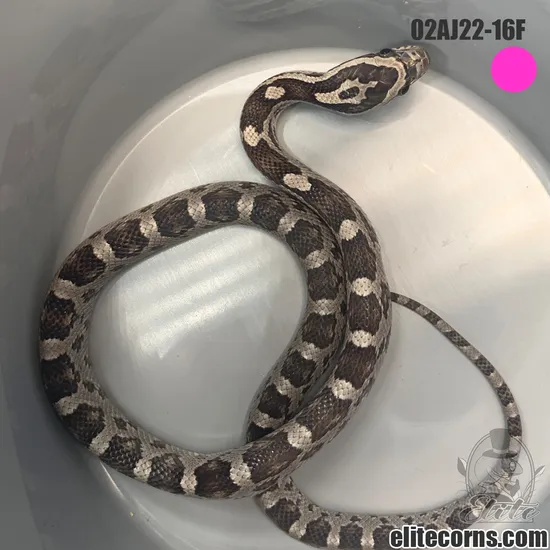 2022 Anery Female Corn Snake by Elite Cornsnakes