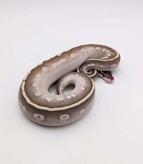 Mystic Potion /Purple Passion Ball Python by City Balls LLC