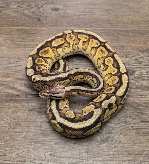 Pastel Asphalt Specter Ball Python by City Balls LLC